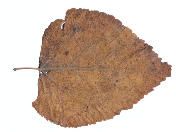 texture 0101 - Texturelib